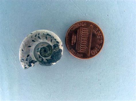 Pyritized Ammonite Member Collections The Fossil Forum