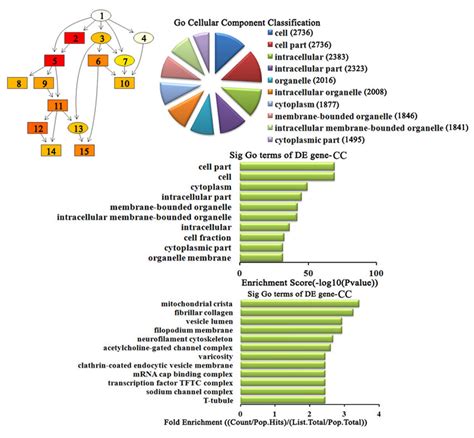 Cellular Component Classification In Go Analysis Of The Top 10