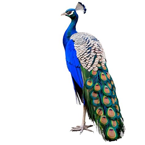 Download Peacock In Wild Png Qux2 Download Peacock In Wild Png Qux2