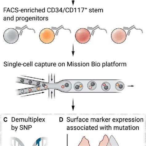 A Novel Multiplex Single Cell Genomic And Immunophenotypic Strategy Download Scientific Diagram
