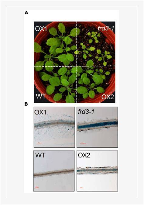 In Planta Complementation Assay Of Vumate1 In Fe Nutrition Mock