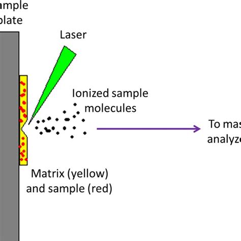 Schematic Depicting The General Maldi Ionization Process Adapted From