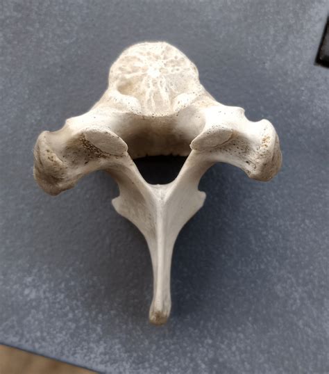 Help Identifying Vertebrae Rbeachcombing
