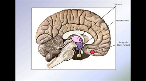 Schéma Du Système Limbique