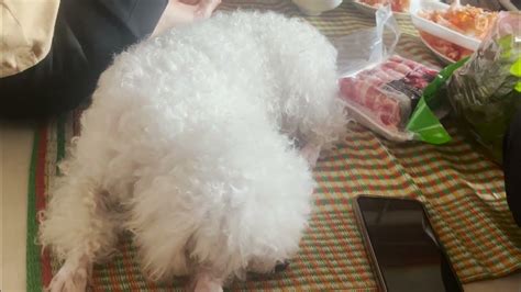 내 강아지는 편안한 음악을 틀어주면 잠이 들기 시작합니다 Youtube