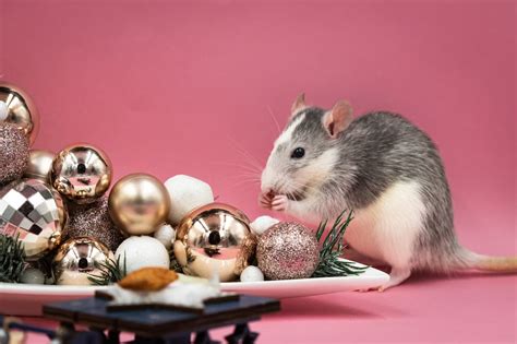 Female Mice Sing For Sex With Songs Geography Scout