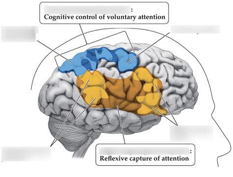 Cortical And Subcortical Brain Systems Involved In The Control Of Attention Diagram Quizlet