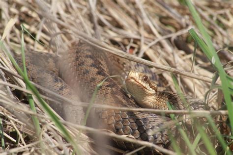The Life Cycle Of An Adder A Serpentine Journey Through Nature S Tapestry Dorset Eye