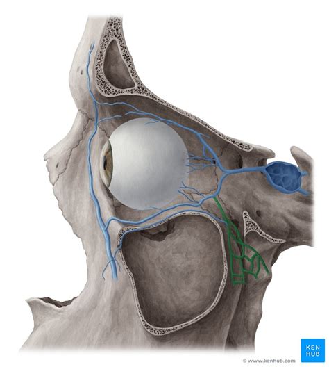 Pterygoid Venous Plexus Anatomy Tributaries Drainage Kenhub