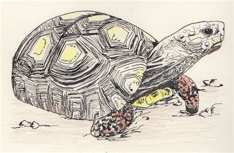 How To Draw A Turtle Realistic Warehouse Of Ideas