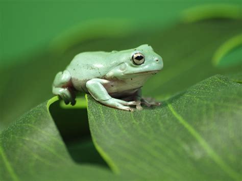 Dumpy Tree Frog Care Amphipedia