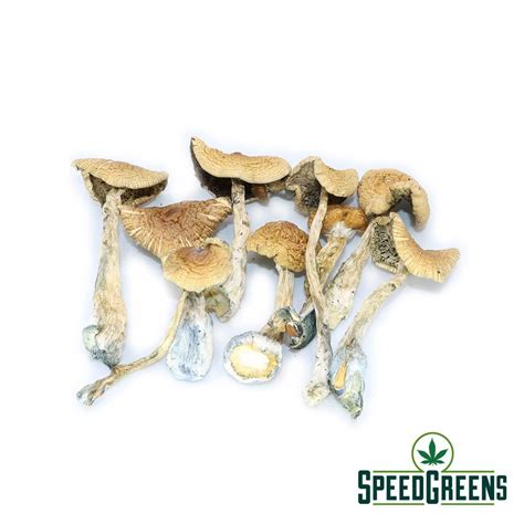 Highly Rated Golden Teacher Mushrooms Speed Greens