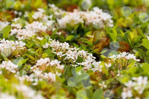 Background Natural Tree With Bokeh Effects Stock Photo At Vecteezy