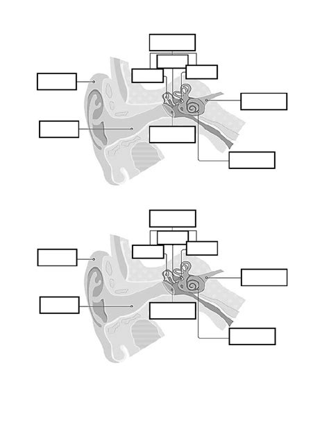 Ear Unlabelled Pdf