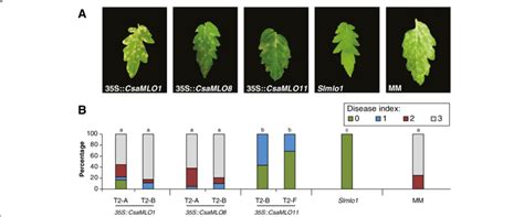 Complementation Of A Tomato Mlo Mutant With Either Csamlo1 Csamlo8 Or