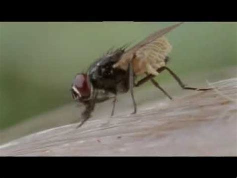 Bot Fly Life Cycle Explained Complete Guide And Prevention