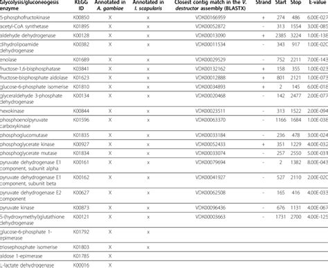 the varroa destructor glycolysis gluconeogenesis pathway is well