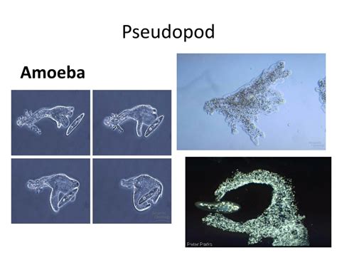 Ppt Protist Kingdom Powerpoint Presentation Free Download Id9128004