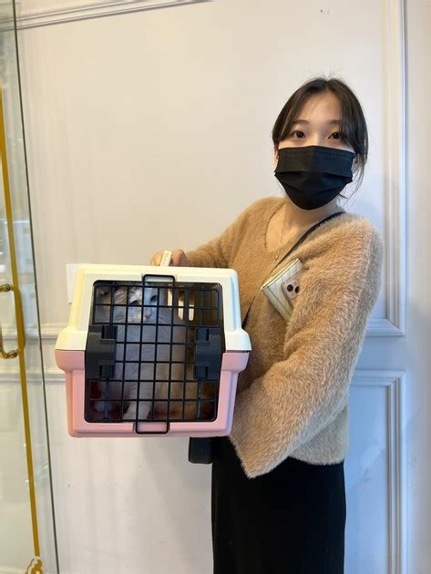 천안 2022 0111 렉돌 겨울 책임분양 폼스키크기 폼치크기 폼피츠크기 푸숑크기 노르웨이숲크기 데본렉스크기 뱅갈크기 샴크기 셀커크렉스크기 스핑크스크기 아메리칸숏헤어크기