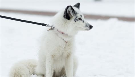 Marble Fox Wallpapers Wallpaper Cave