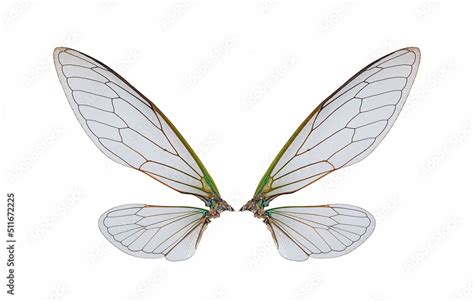 cicada insect wings isolated on a white Stock Photo | Adobe Stock