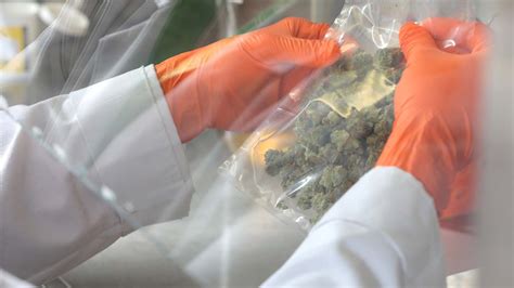 Pesticide Scandal Shakes Confidence In California Cannabis Market