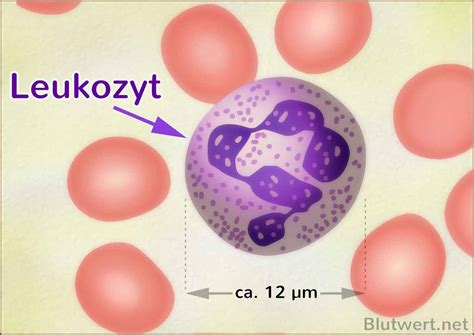 Weiße Blutkörperchen Zu Niedrig Captions Beautiful