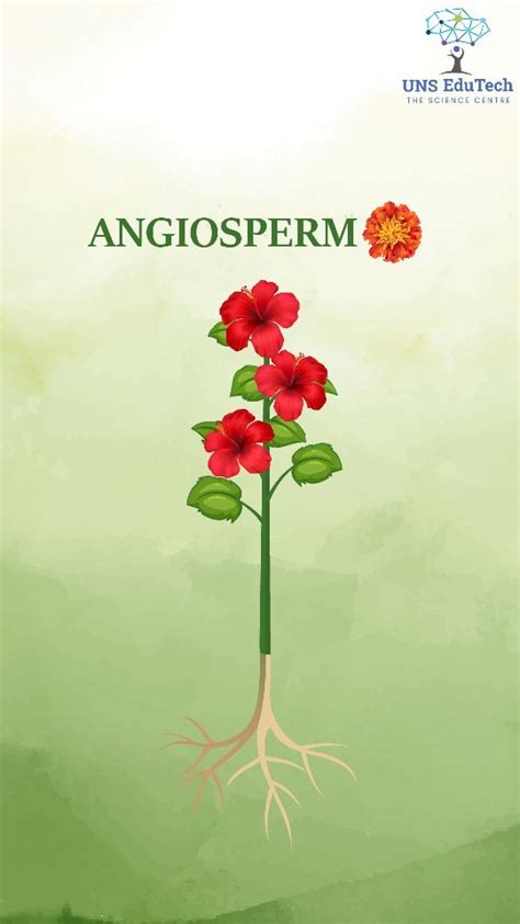 Double Fertilization Angiosperms Diagram