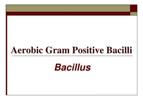 Ppt Aerobic Gram Positive Bacilli Powerpoint Presentation Free