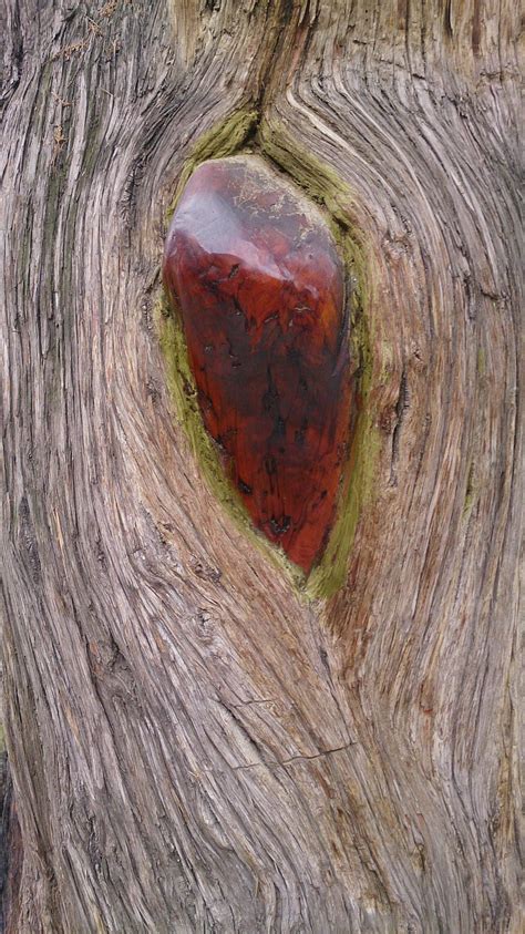 Cypress Bark Texturebarktexturefree Pictures Free Photos Free