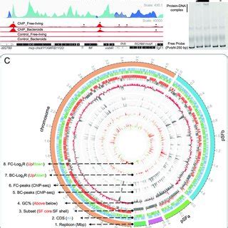 Mapping ChIP Seq And RNA Seq Reads On The Multipartite Genome A Download Scientific Diagram