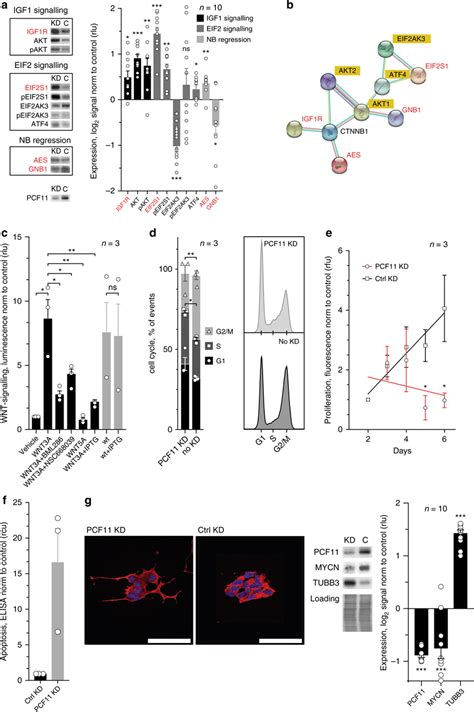 Pcf11 Directed Apa Regulation Converges On Wnt Signalling And Modulates