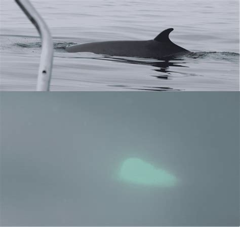 Minke Whale Vocalisations In Ireland A Potential Hotspot Irish Whale And Dolphin Group