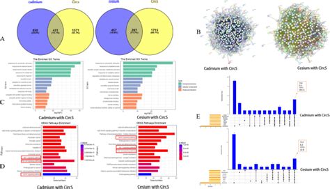 Insights Into The Separate And Joint Effects Of Cadmium And Cesium On