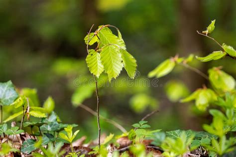 The Sapling Of Fagus Sylvatica The European Beech Or Common Beech