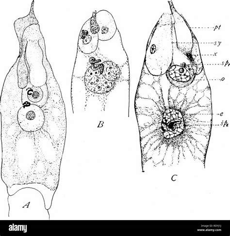 Morphology Of Angiosperms Morphology Of Spermatophytes Part II Angiosperms Plant