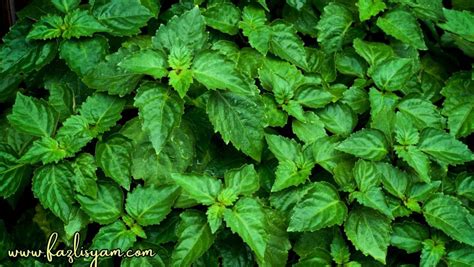 Pokok Nilam Segalanya Tentang Tumbuhan