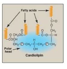 Structure Of Phospholipids Biochemistry