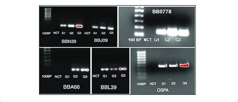 Validation Of Select Gene Expression By Rt Pcr Rna Extracted From Download Scientific