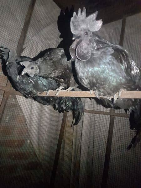 Ayam Cemani Chiks Hens 1081995409