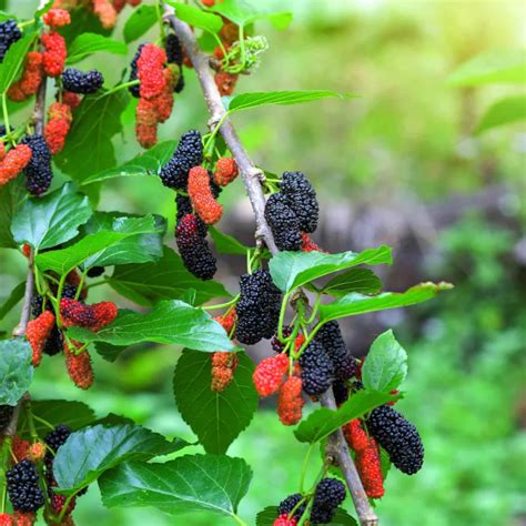 Dwarf Mulberry Plants Fast Growing Trees For Sweet Fruit