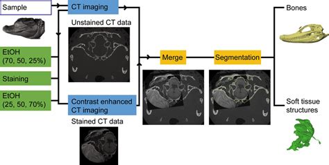 Flow Chart Of The Sample Preparations CT Imaging And Data Analyses Download Scientific