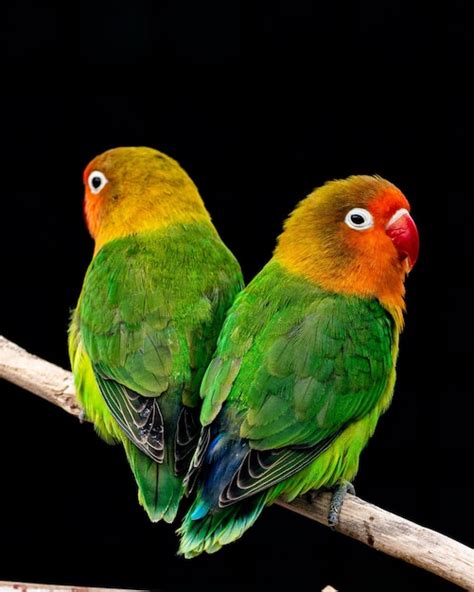 Lovebirds Premium Photo