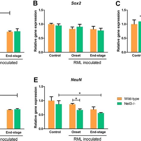 Whole Brain Expression Levels Of Neuronal Stem Cell Marker Nestin Download Scientific Diagram
