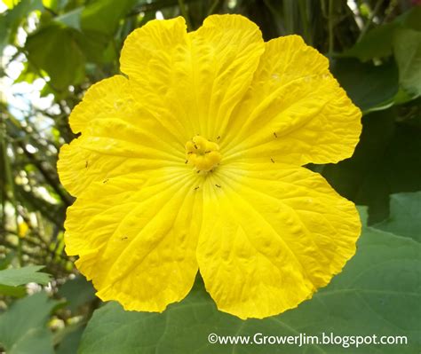 Garden Adventures Luffa Aegyptiaca