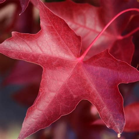 Ruby Sunset Maple Tree Southern Idaho Landscape Center Ruby Sunset Maple Tree Southern Idaho Landscape Center
