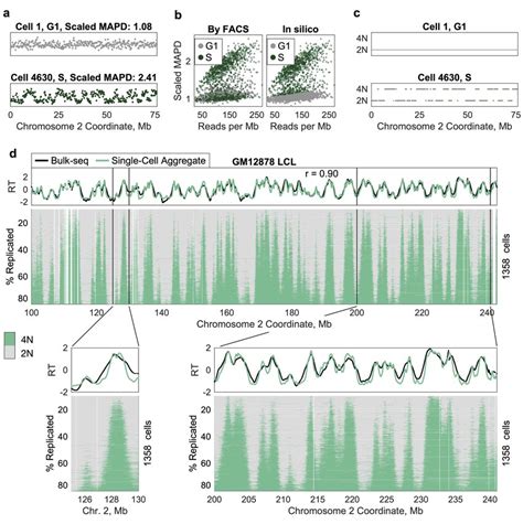 A Method For High Throughput Measurement Of Single Cell Dna Replication