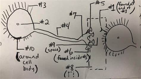 Chapters 3 5 Diagram Quizlet