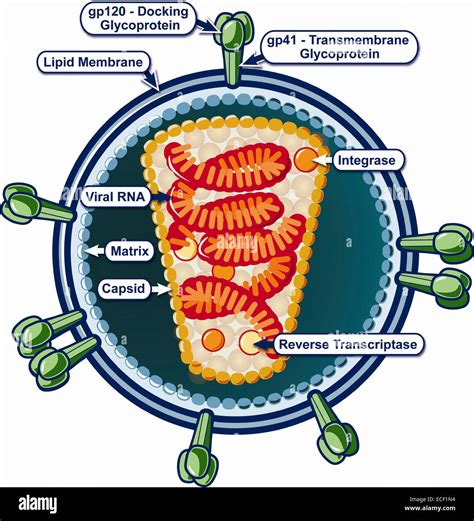 Structure Of HIV Stock Photo Alamy