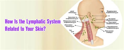 Lymphatic System Face Lymphatic Drainage Face Lifting Massage Best Lash